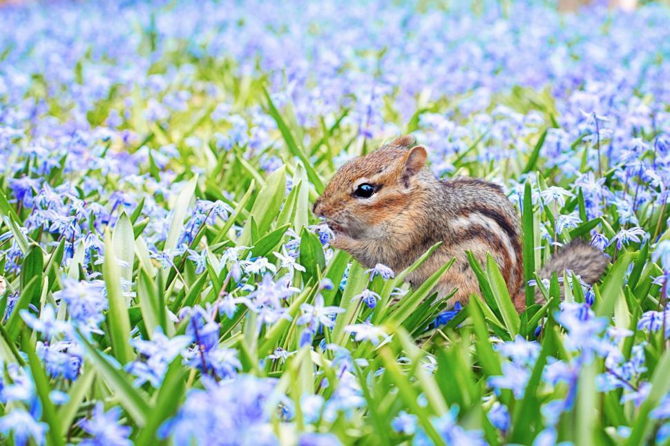 Free Stock Photo of Chipmunk and flowers | Download Free Images and ...