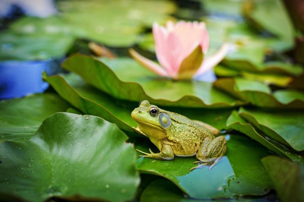 Free Stock Photo of Bullfrog and pink lily flower | Download Free ...