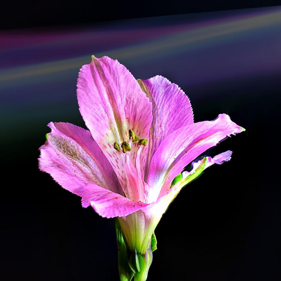 Free Stock Photo of Pink Flower | Download Free Images and Free ...