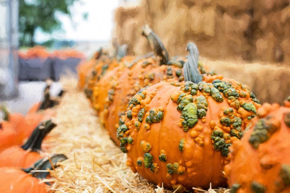 Free Stock Photo of Orange Pumpkins | Download Free Images and Free ...