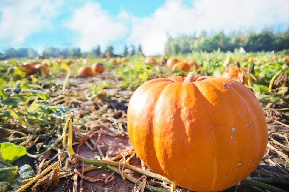 Free Stock Photo of Giant pumpkin | Download Free Images and Free ...