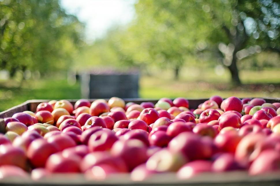 Free Stock Photo of Red Apples | Download Free Images and Free ...