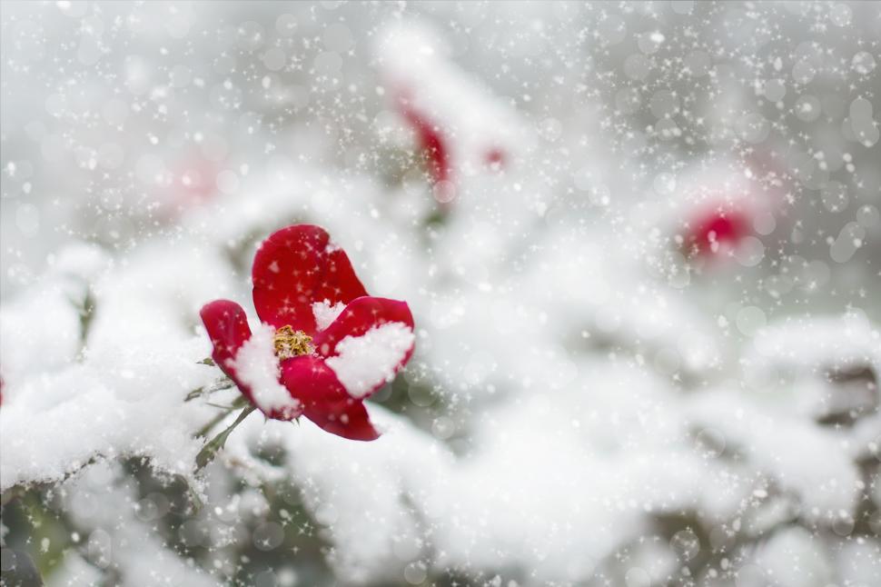 Free Stock Photo of Flower in snow | Download Free Images and Free ...