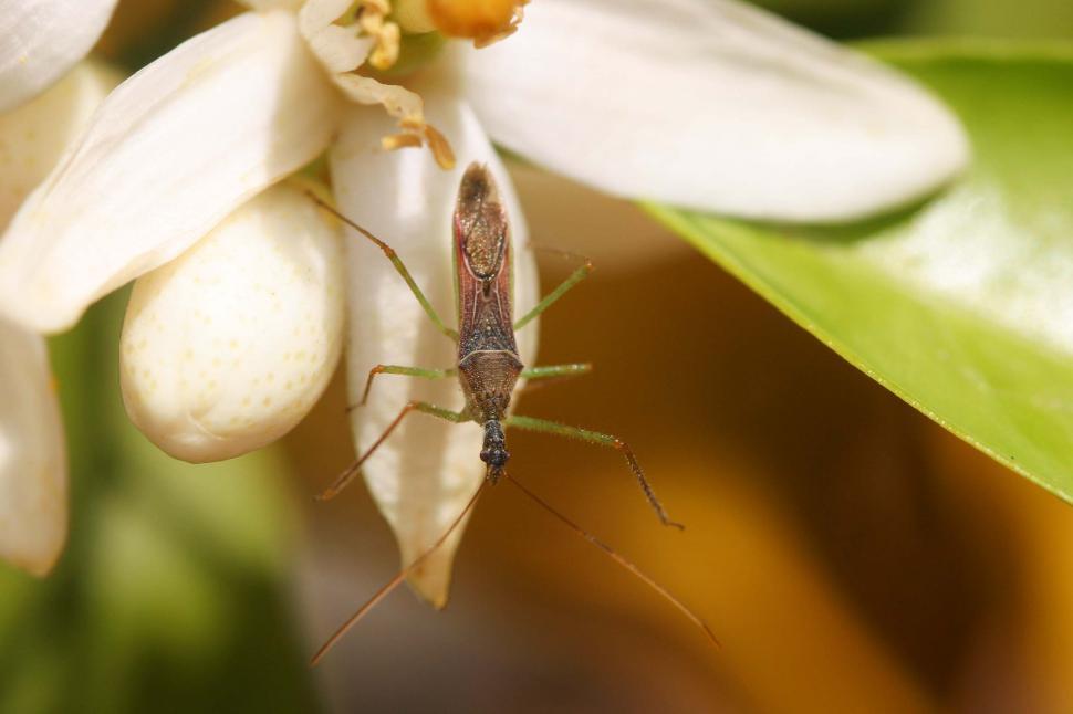 Free Stock Photo of Bug on a flower | Download Free Images and Free ...