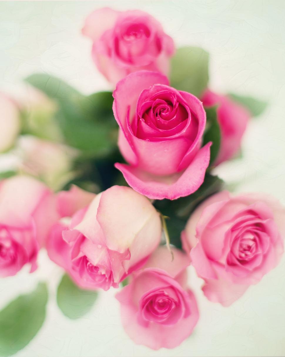 Free Stock Photo of Pink Roses | Download Free Images and Free ...