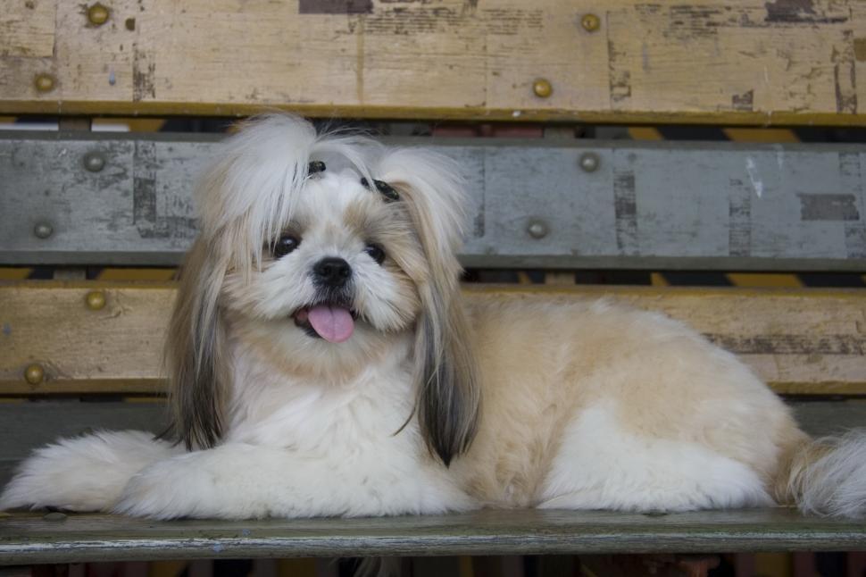 Free Stock Photo of Dog | Download Free Images and Free Illustrations