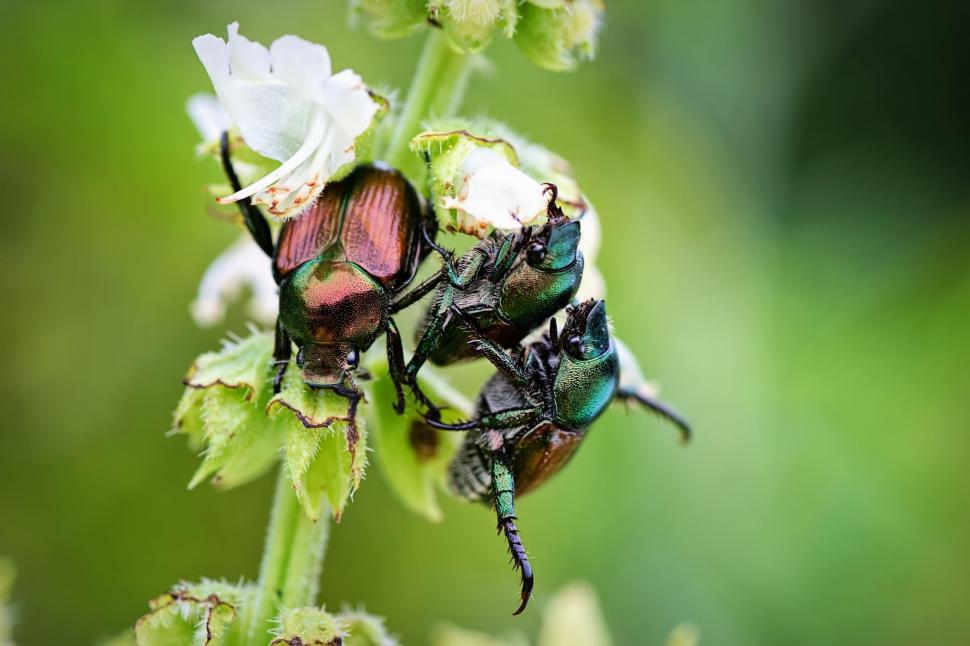 Free Stock Photo of June beetles | Download Free Images and Free ...