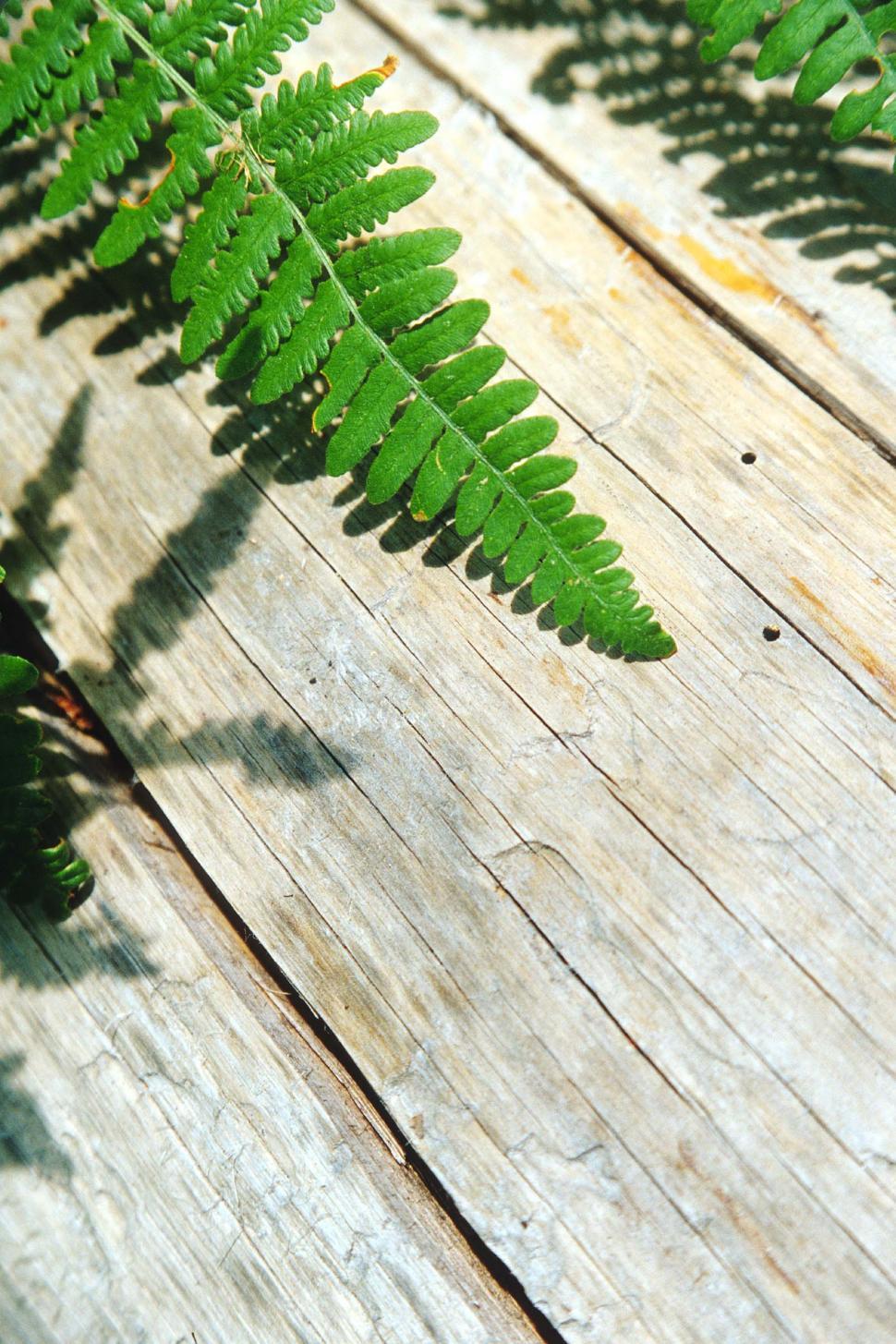 Free Stock Photo of Fern leaves on bleached wood | Download Free Images ...