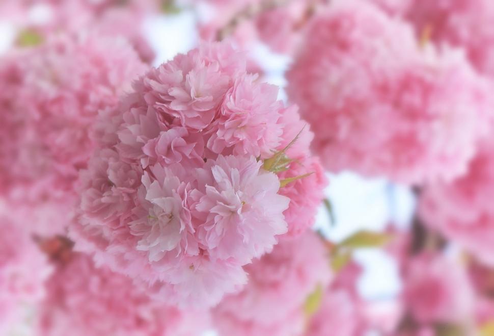 Free Stock Photo of Pink Flowers | Download Free Images and Free ...