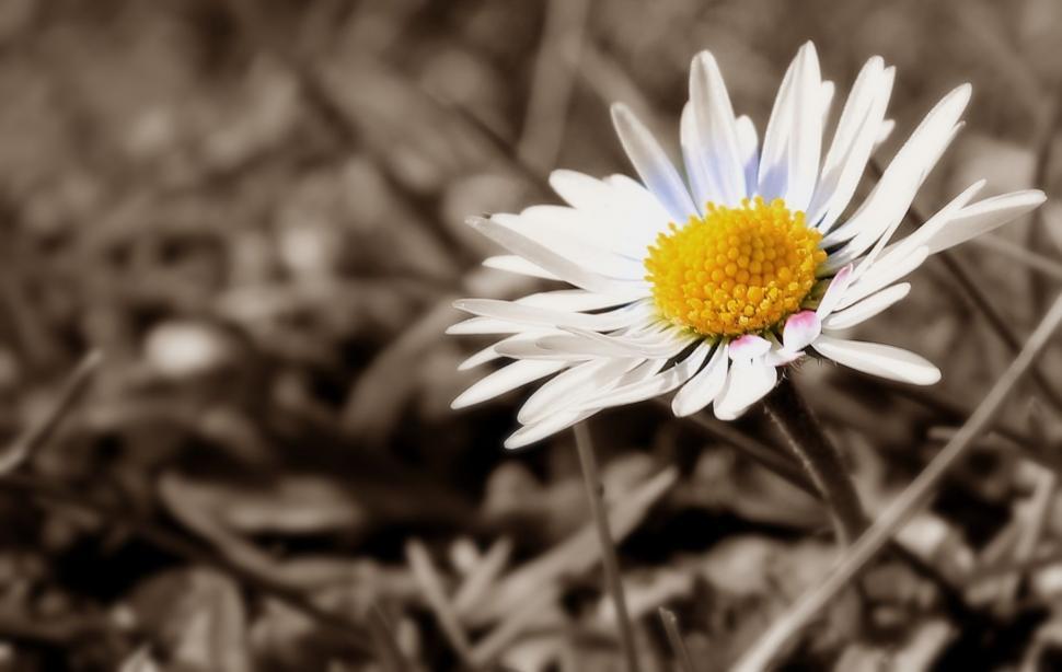 Free Stock Photo of White Flower | Download Free Images and Free ...