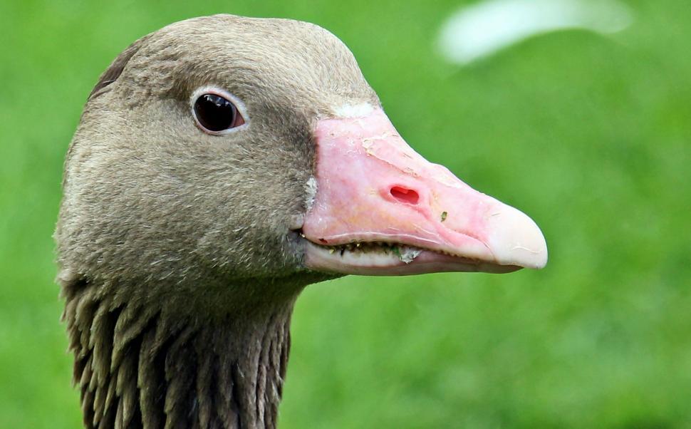 Free Stock Photo of Goose (Bird) | Download Free Images and Free ...