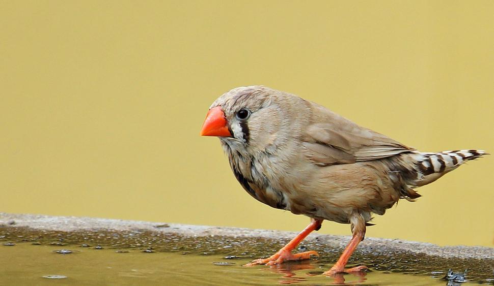 Free Stock Photo of Zebra finch | Download Free Images and Free ...