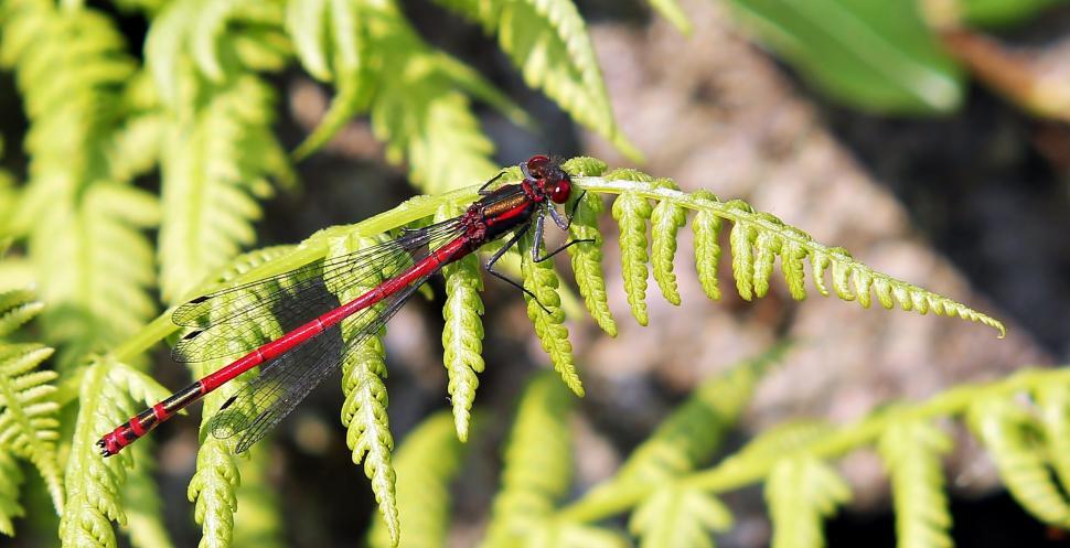 Free Stock Photo of Red dragonfly | Download Free Images and Free ...