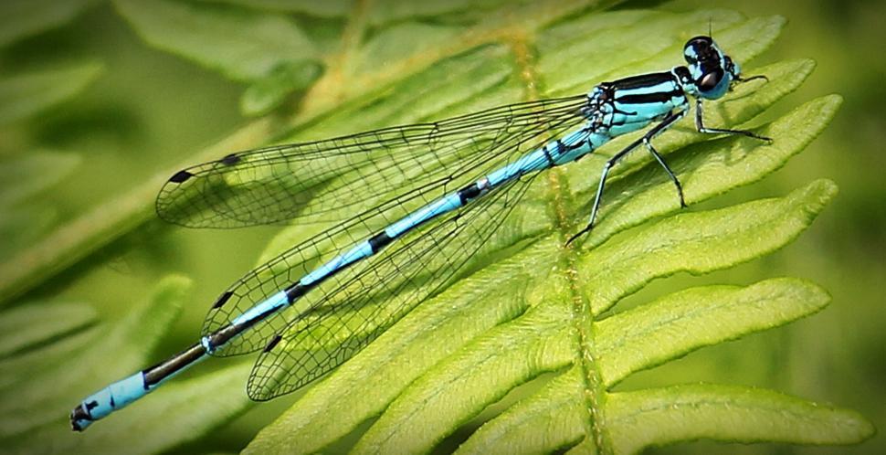 Blue Macro