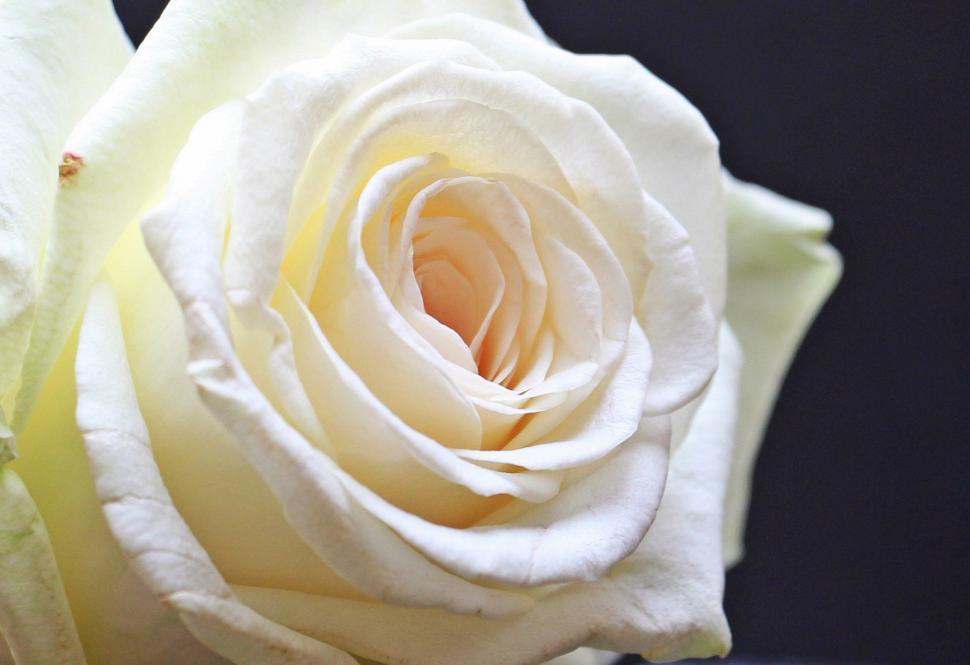 Free Stock Photo of White Rose - Macro | Download Free Images and Free ...