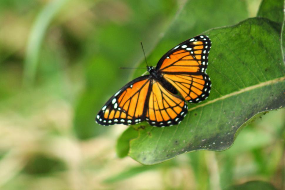 Free Stock Photo of Butterfly2 | Download Free Images and Free ...
