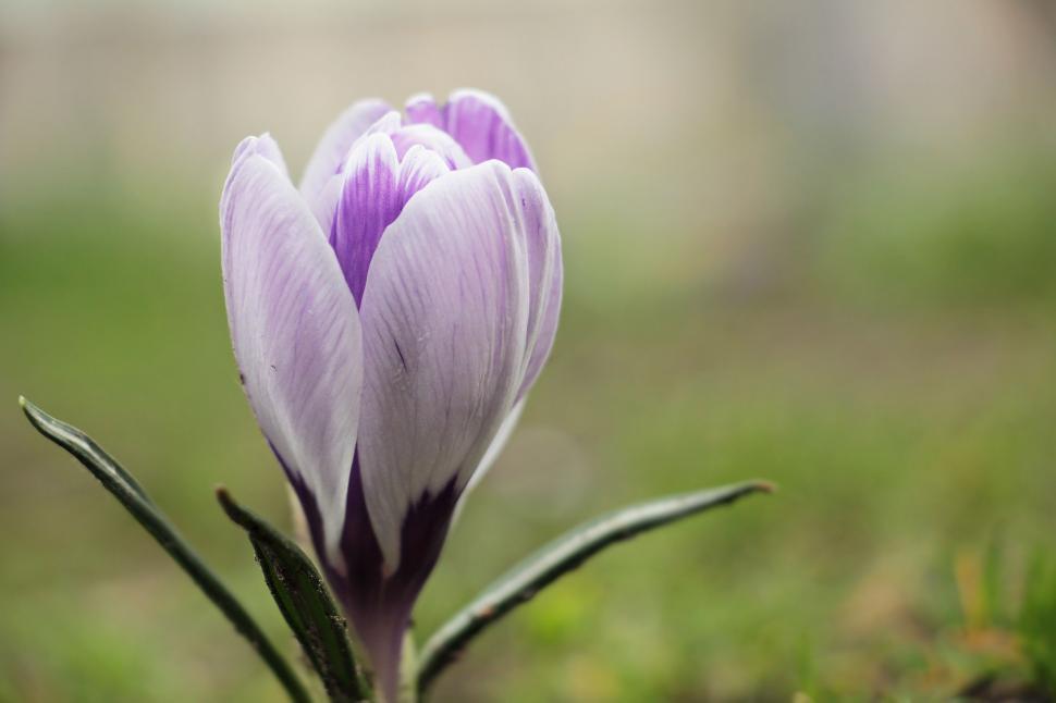 Free Stock Photo of Crocus Flower | Download Free Images and Free ...
