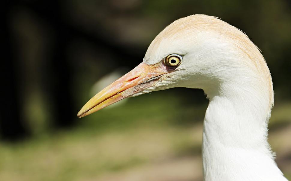 Free Stock Photo of Great egret | Download Free Images and Free ...
