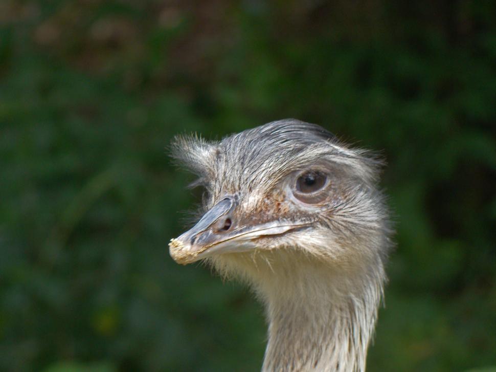 Free Stock Photo of Ostrich | Download Free Images and Free Illustrations