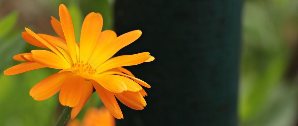 Free Stock Photo of Orange Flower | Download Free Images and Free ...