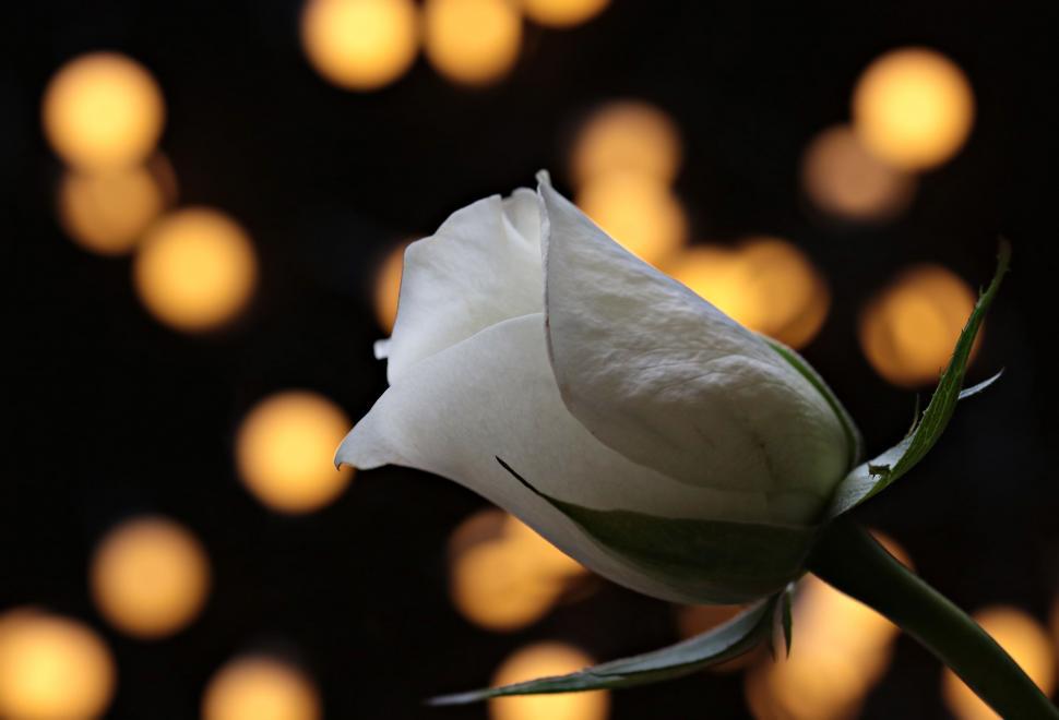 Free Stock Photo of Single White Flower | Download Free Images and Free ...