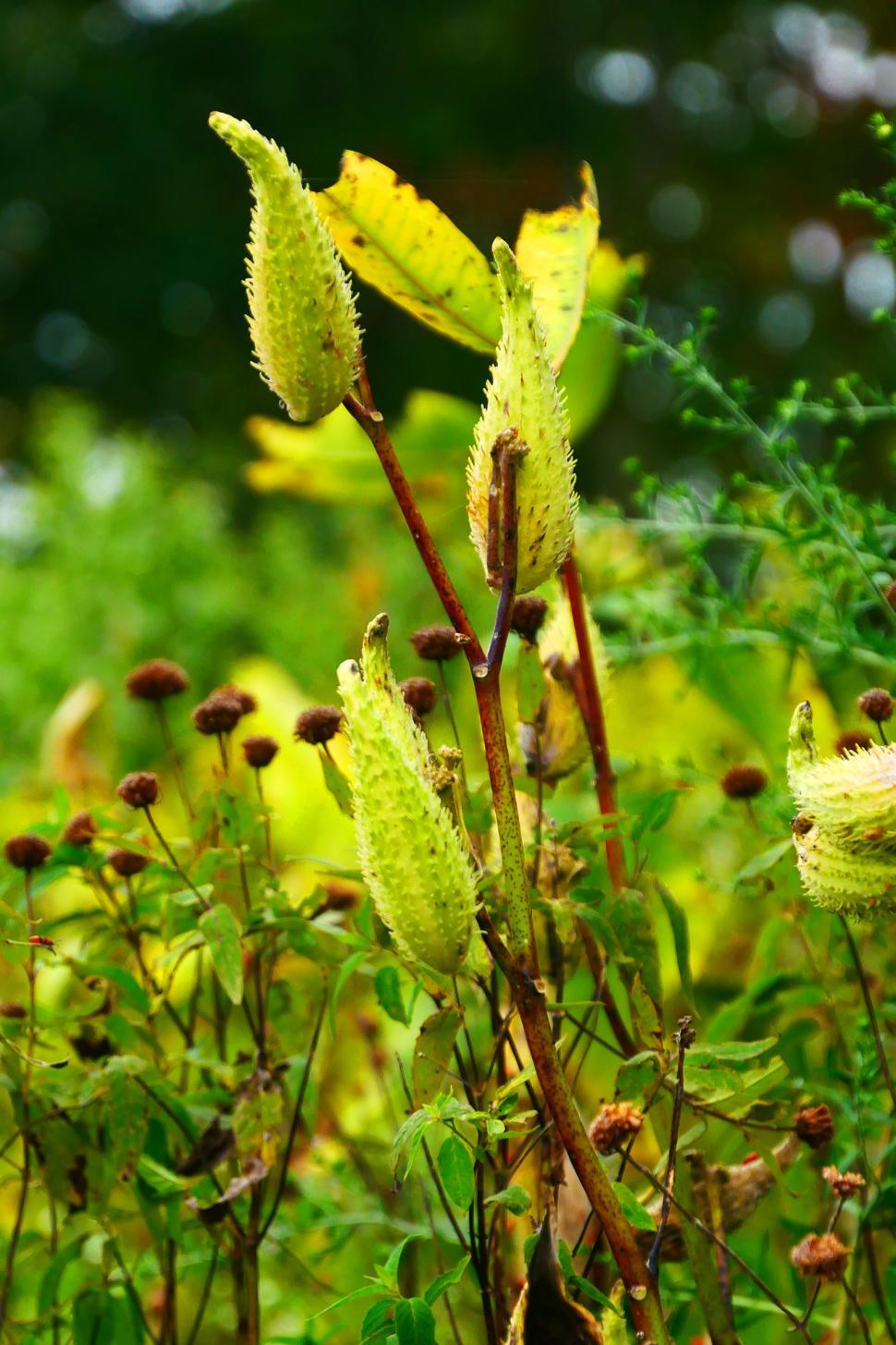 Free Stock Photo of Milkweed Seed Pods | Download Free Images and Free ...