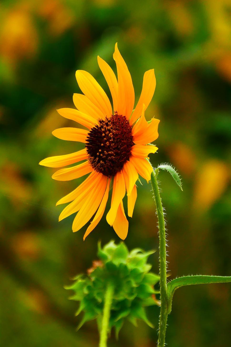 Free Stock Photo of Sunflower | Download Free Images and Free Illustrations