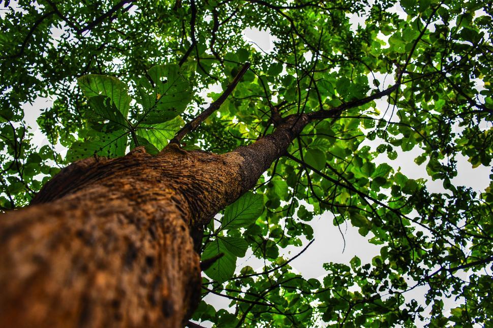 Free Stock Photo of Tree | Download Free Images and Free Illustrations