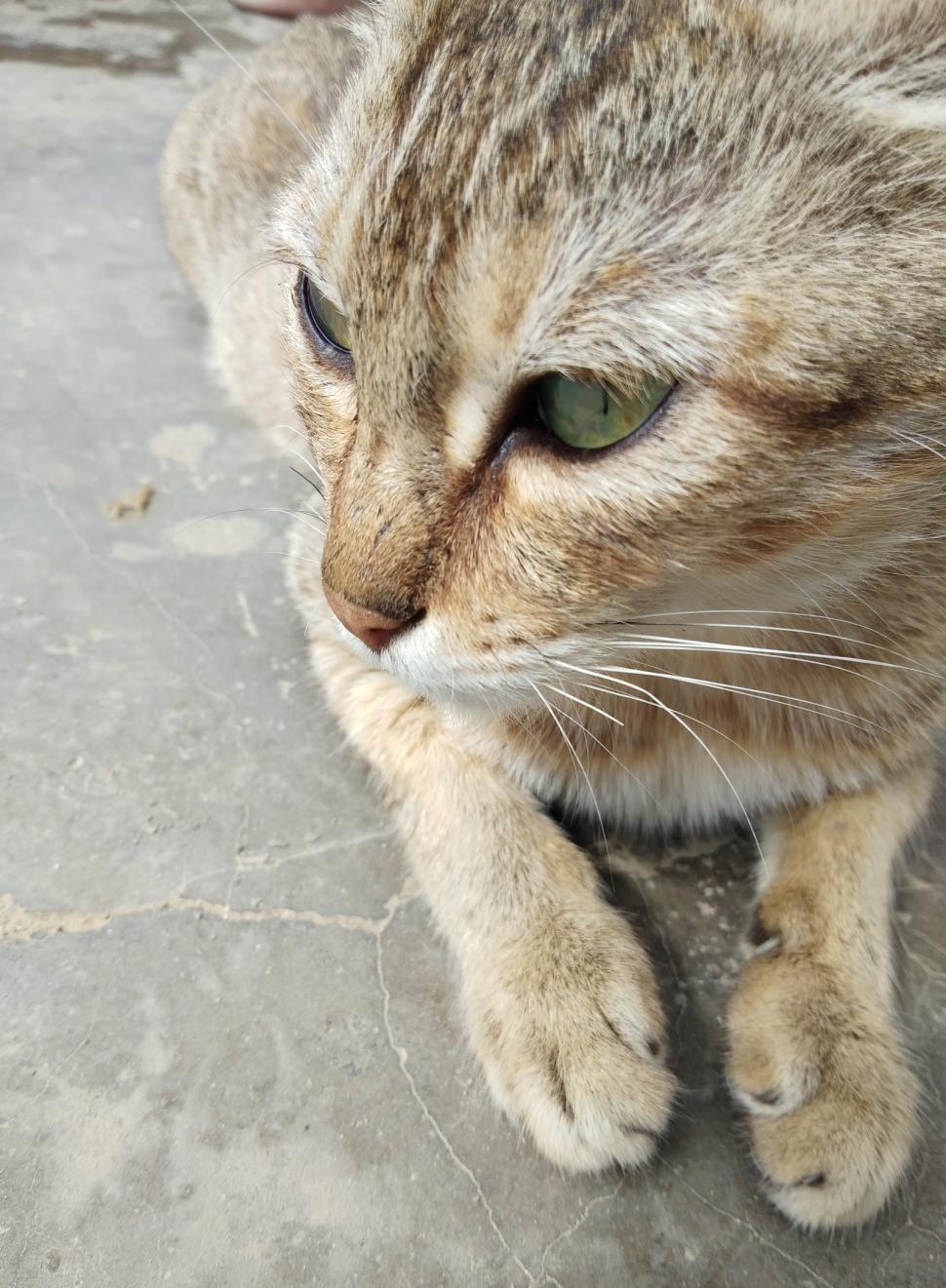 Free Stock Photo of Cat Potrait | Download Free Images and Free ...