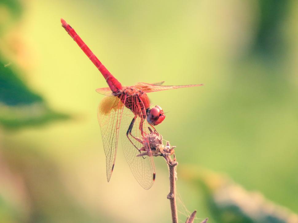 Free Stock Photo of Red Dragonfly, Insect on a Plant | Download Free ...