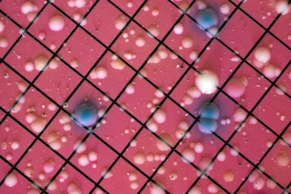 Free Stock Photo of Bacterial colonies | Download Free Images and Free ...