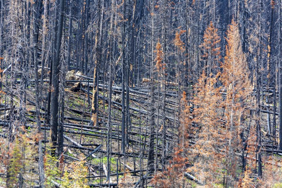 Free Stock Photo of Fire damaged forest | Download Free Images and Free ...