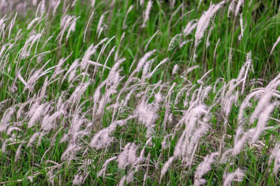 Free Stock Photo of White Cane Grass | Download Free Images and Free ...