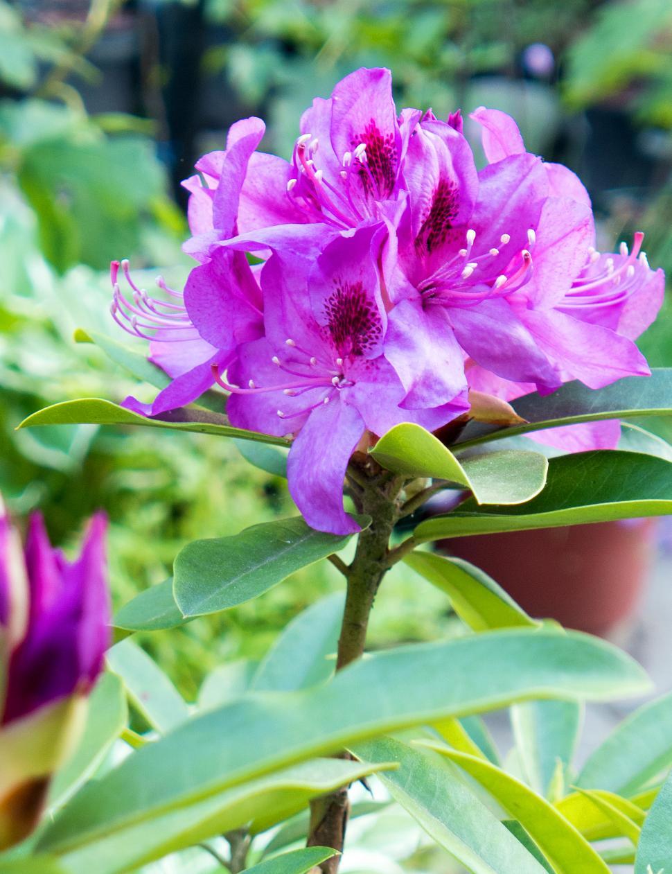 Free Stock Photo of Backyard Rhododendron Blooms | Download Free Images ...