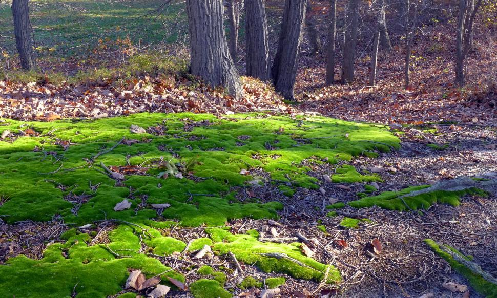 Free Stock Photo of Moss Covered Path Through Woodland | Download Free ...
