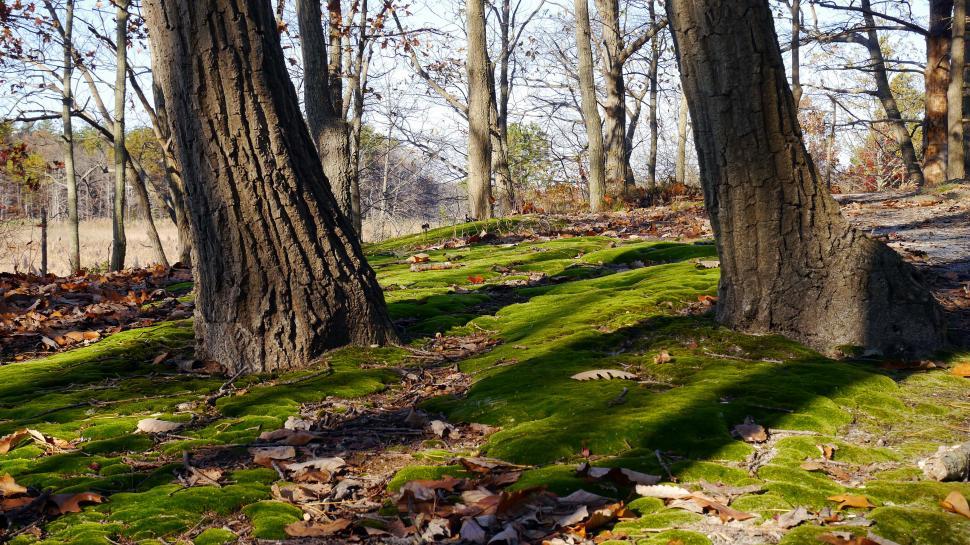 Free Stock Photo of Morning Sun Lit Path In Woodland | Download Free ...
