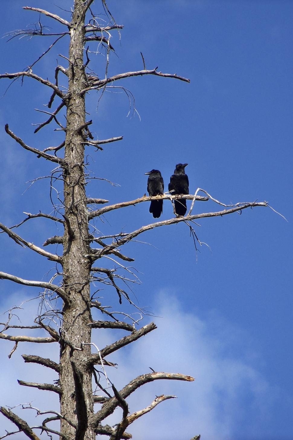Free Stock Photo of Birds on tree | Download Free Images and Free ...