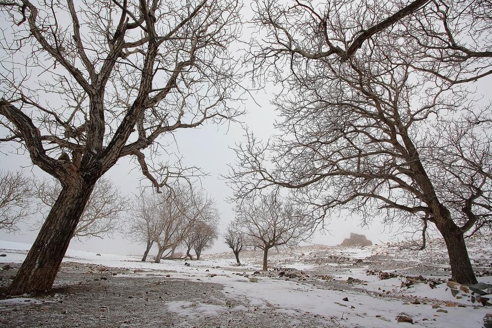 Free Stock Photo of Nature of Qom Province - Trees in Snow | Download ...