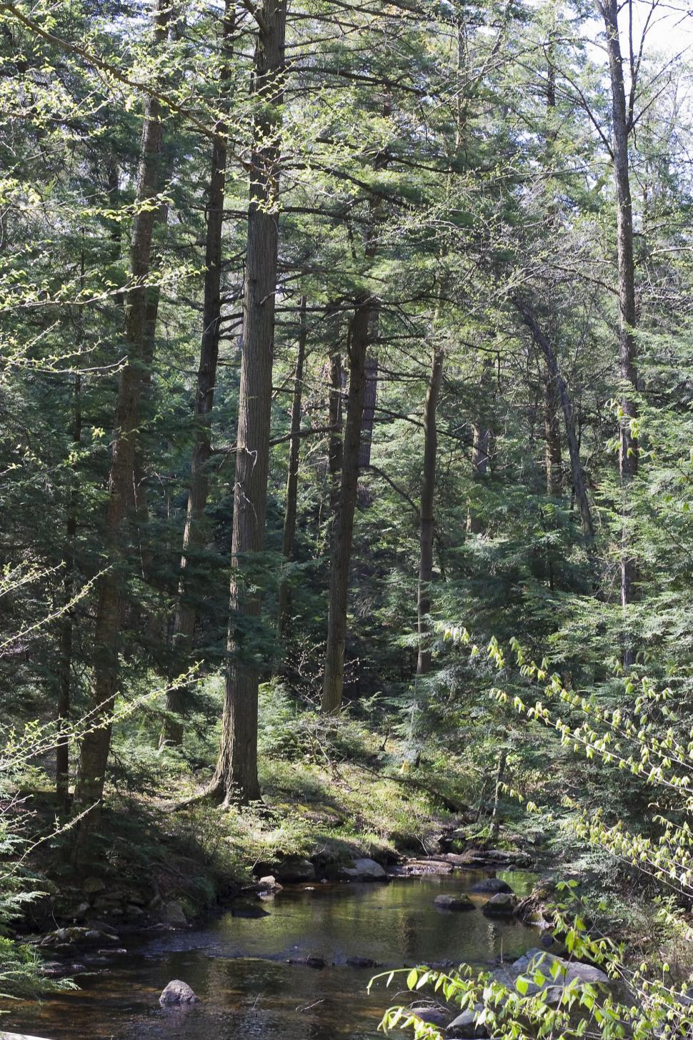 Free Stock Photo of Forest stream | Download Free Images and Free ...