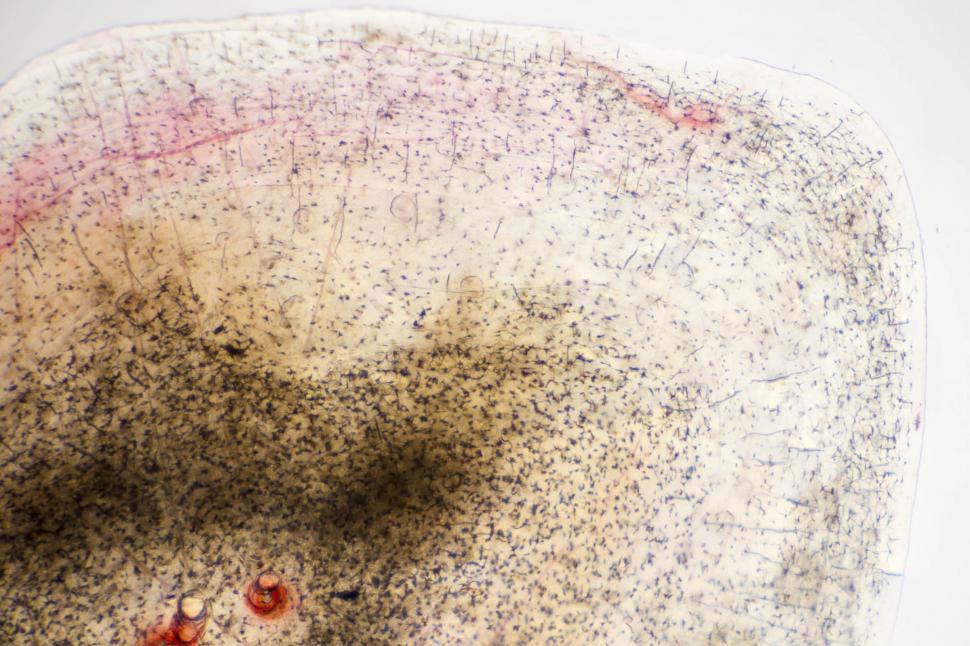 Free Stock Photo of Fish scale ganoid | Download Free Images and Free ...