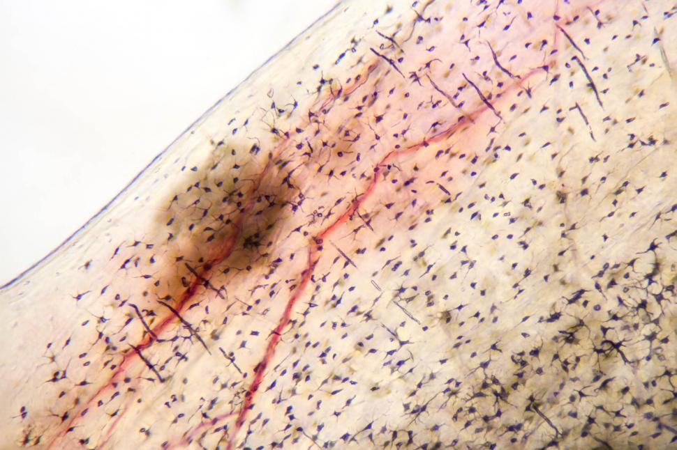 Free Stock Photo of Fish scale | Download Free Images and Free ...