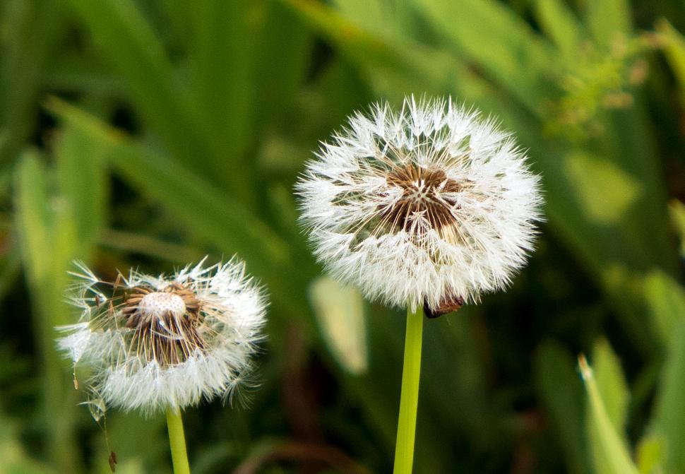 Free Stock Photo of Dandelion Blowballs Seed Balls | Download Free ...