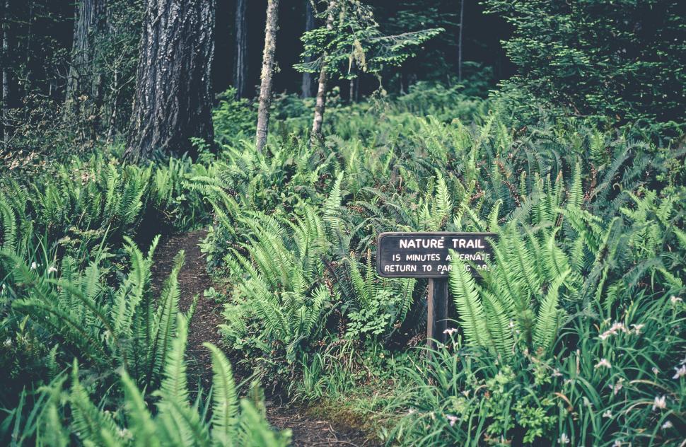 Free Stock Photo of Ferns with Nature Trail Sign | Download Free Images ...