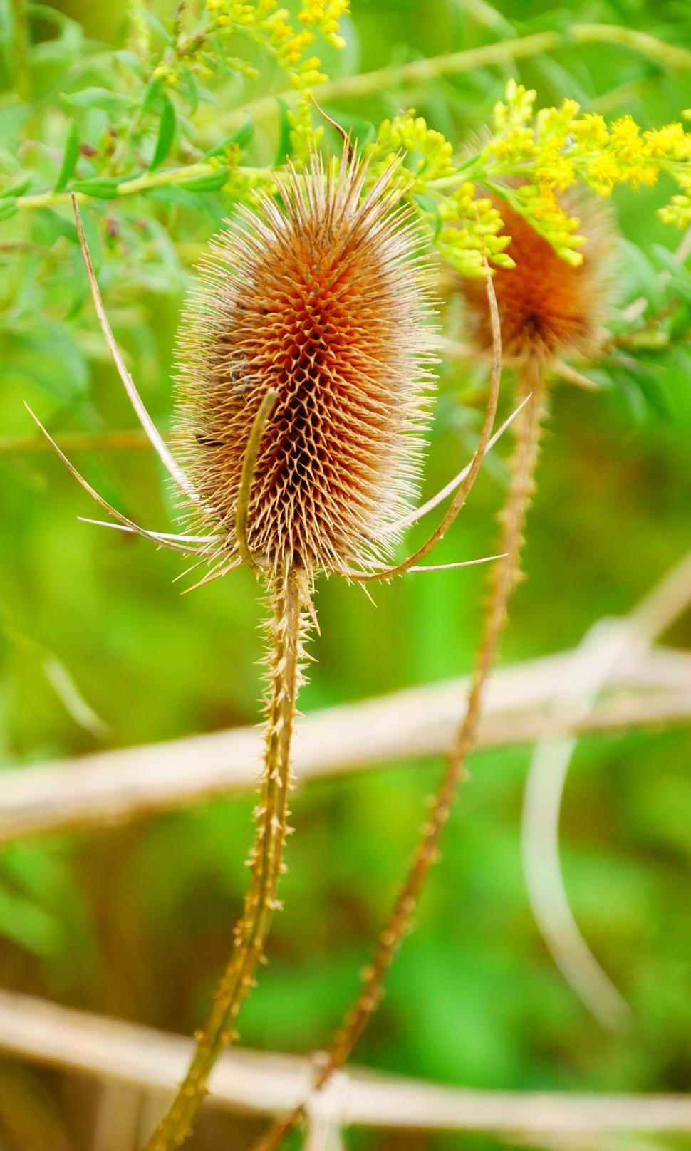 Free Stock Photo of Closeup of Common Teasel Seedhead | Download Free ...