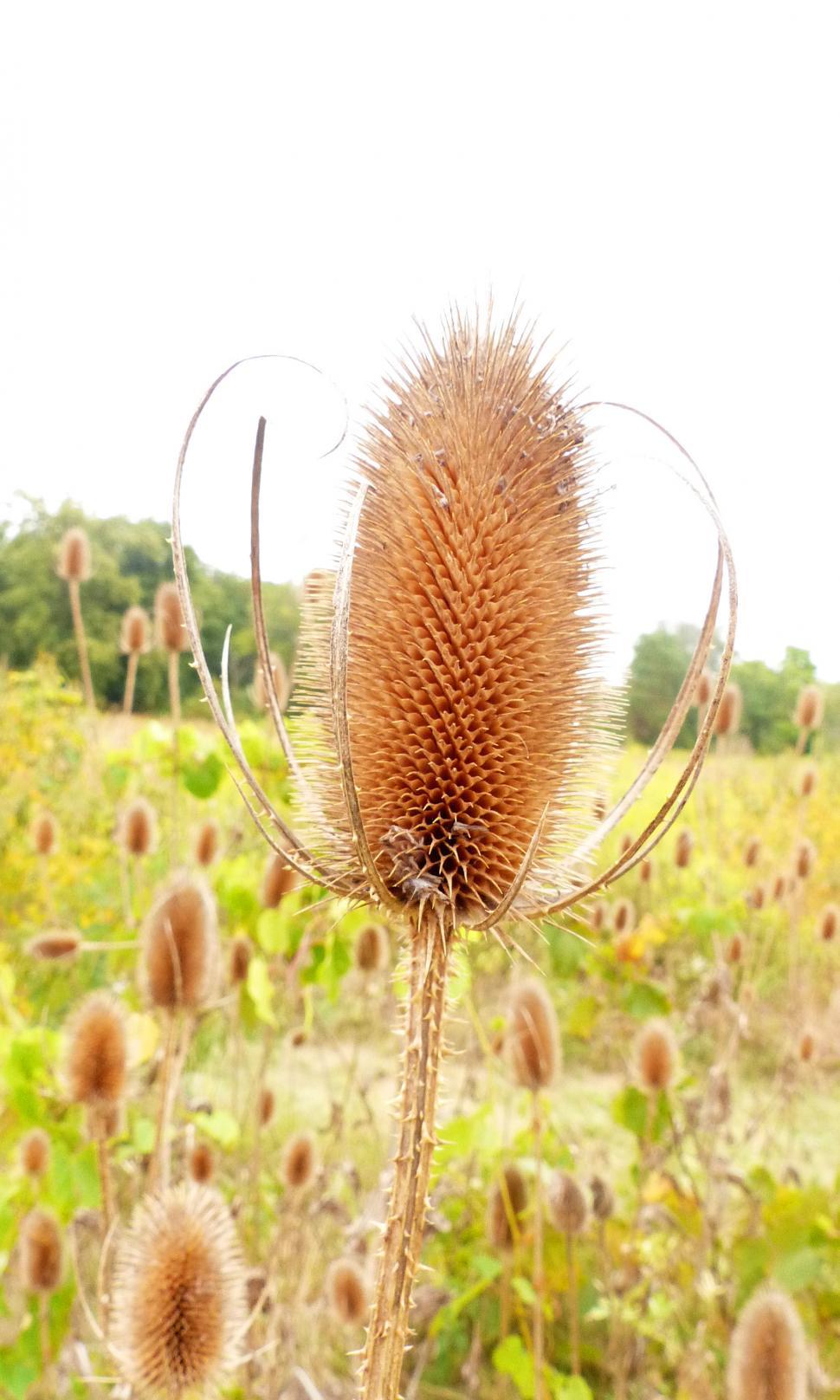 Free Stock Photo of Teasel Seedhead Closeup | Download Free Images and ...