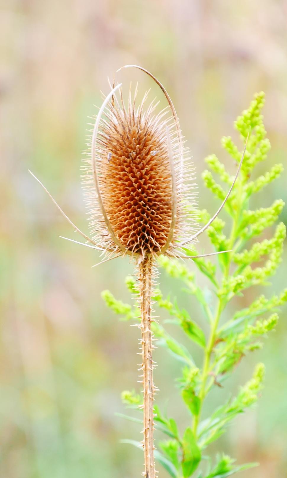 Free Stock Photo of Common Teasel Seedhead Closeup | Download Free ...