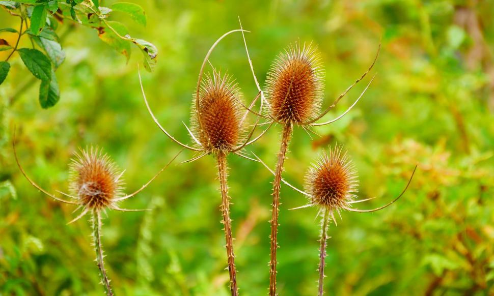 Free Stock Photo of Common Teasel Seedheads | Download Free Images and ...