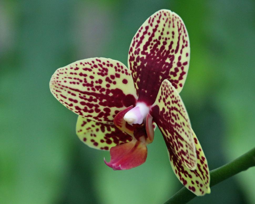 Free Stock Photo of Bloom of Maroon Dot Moth Orchid | Download Free ...