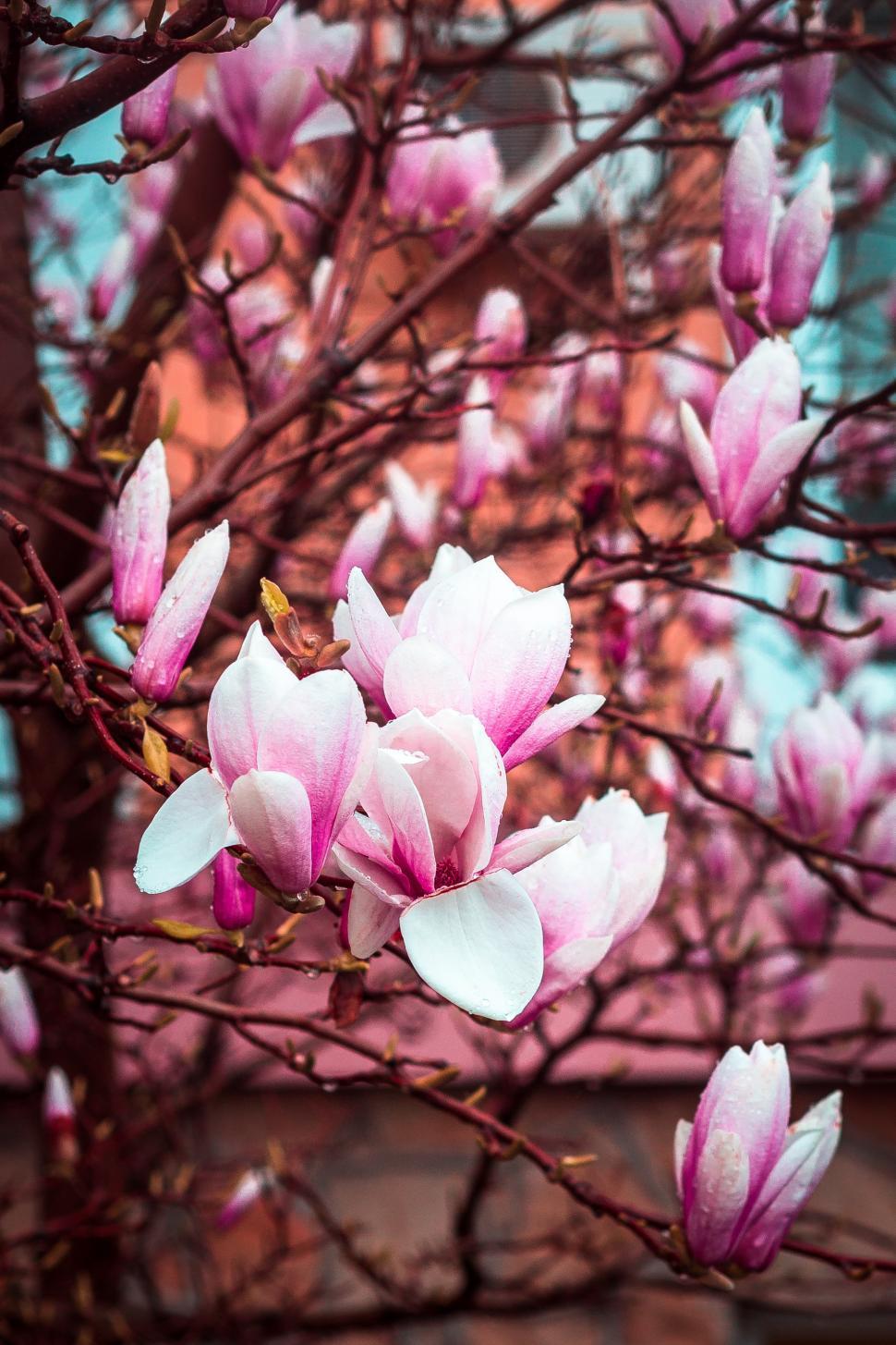 Free Stock Photo of Close up of magnolia tree full of flowers ...