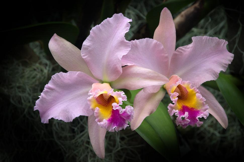 Free Stock Photo of Pink Orchid Cattleya Hybrid Flowers | Download Free ...